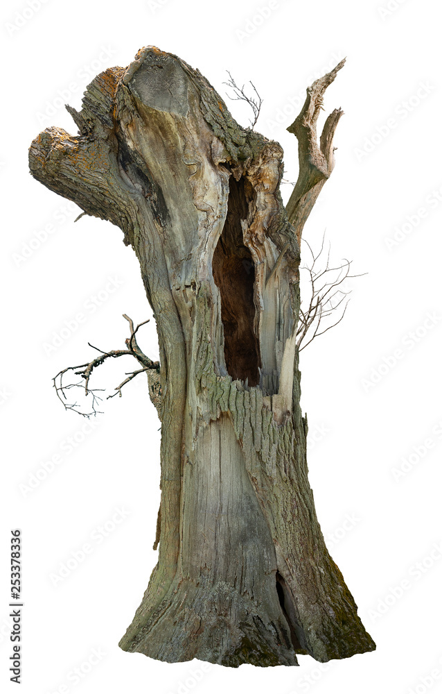 Old tree trunk. Dead tree isolated on white background. Barn tree ...