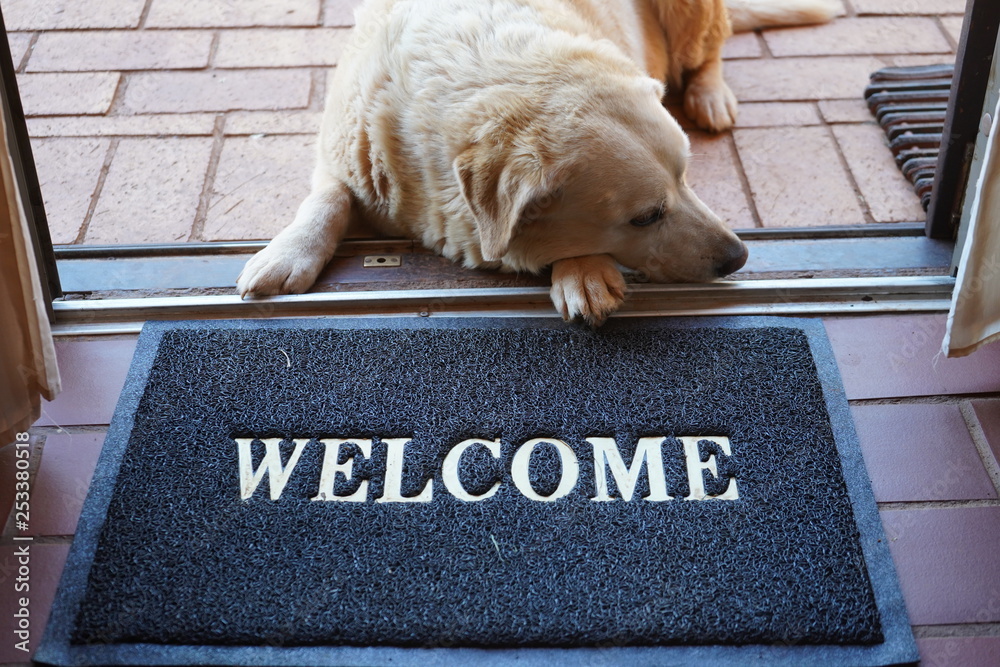 Welcome Home Labrador Retriever Stock Photo | Adobe Stock