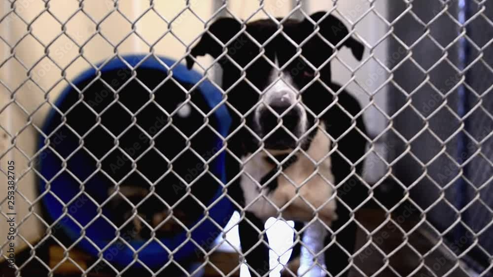 Dogs looking for attention behind the fences in their cages and kennels ...