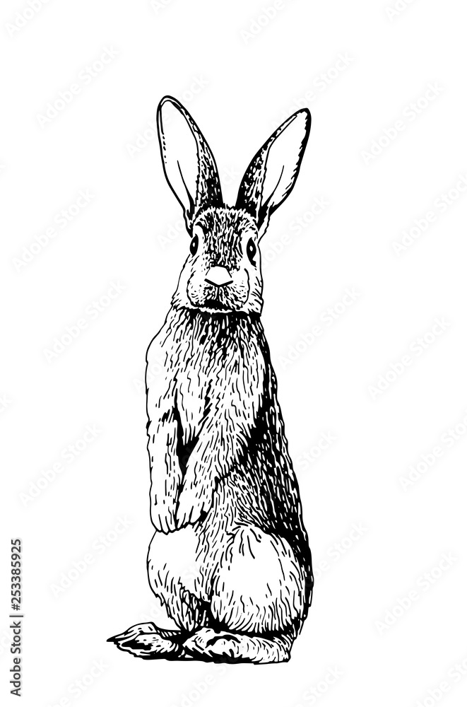 Graphical bunny isolated on white background,vector illustration,sketch ...