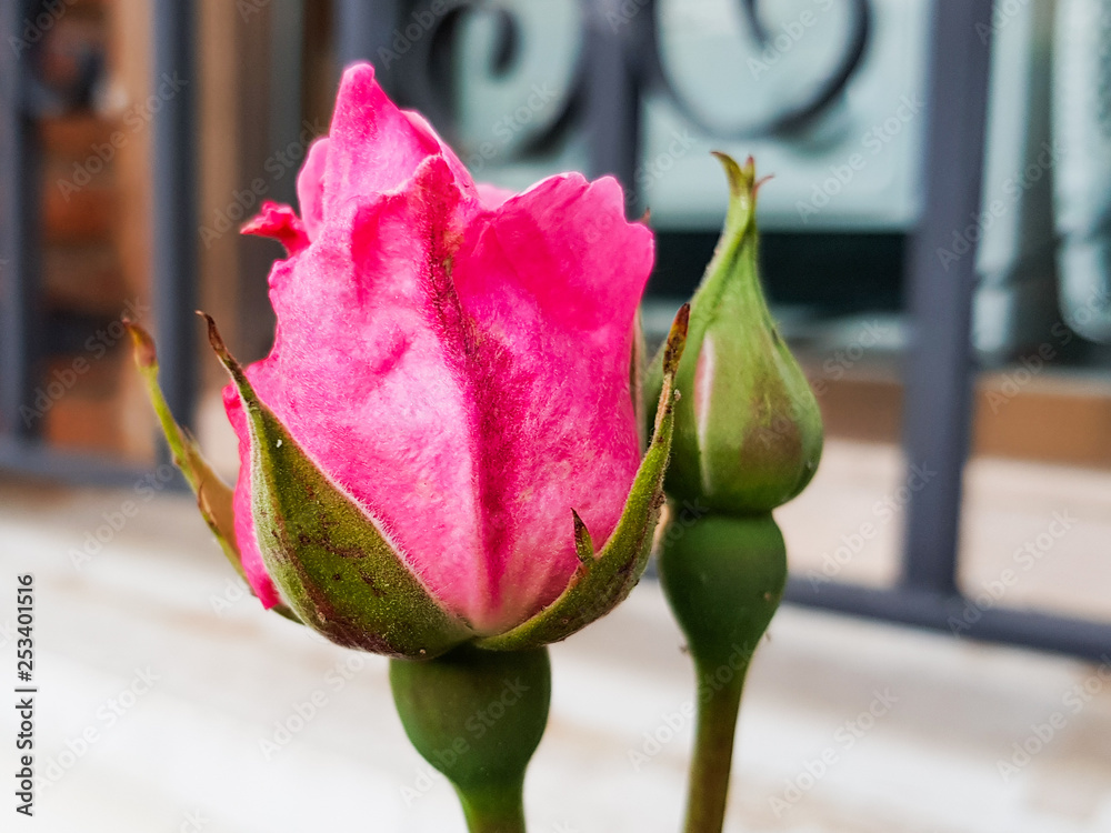 Red Rose bud, opening next to another cocoon about to open up. You can ...