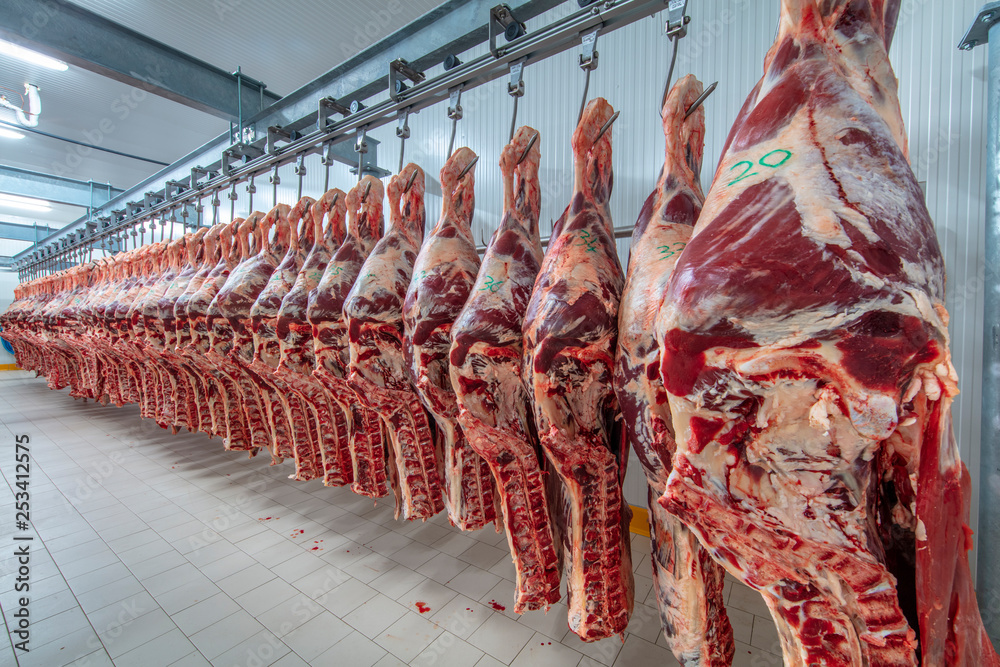 Meat industry,meats hanging in the cold store. Cattles cut and hanged ...