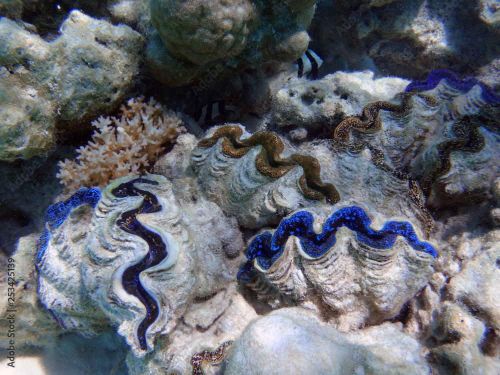 Underwater view of a Giant Clam (Tridacna Gigas) with blue lips in the ...