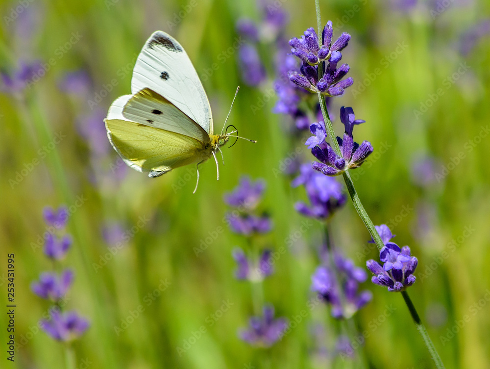 Cabbage White Butterfly Flying