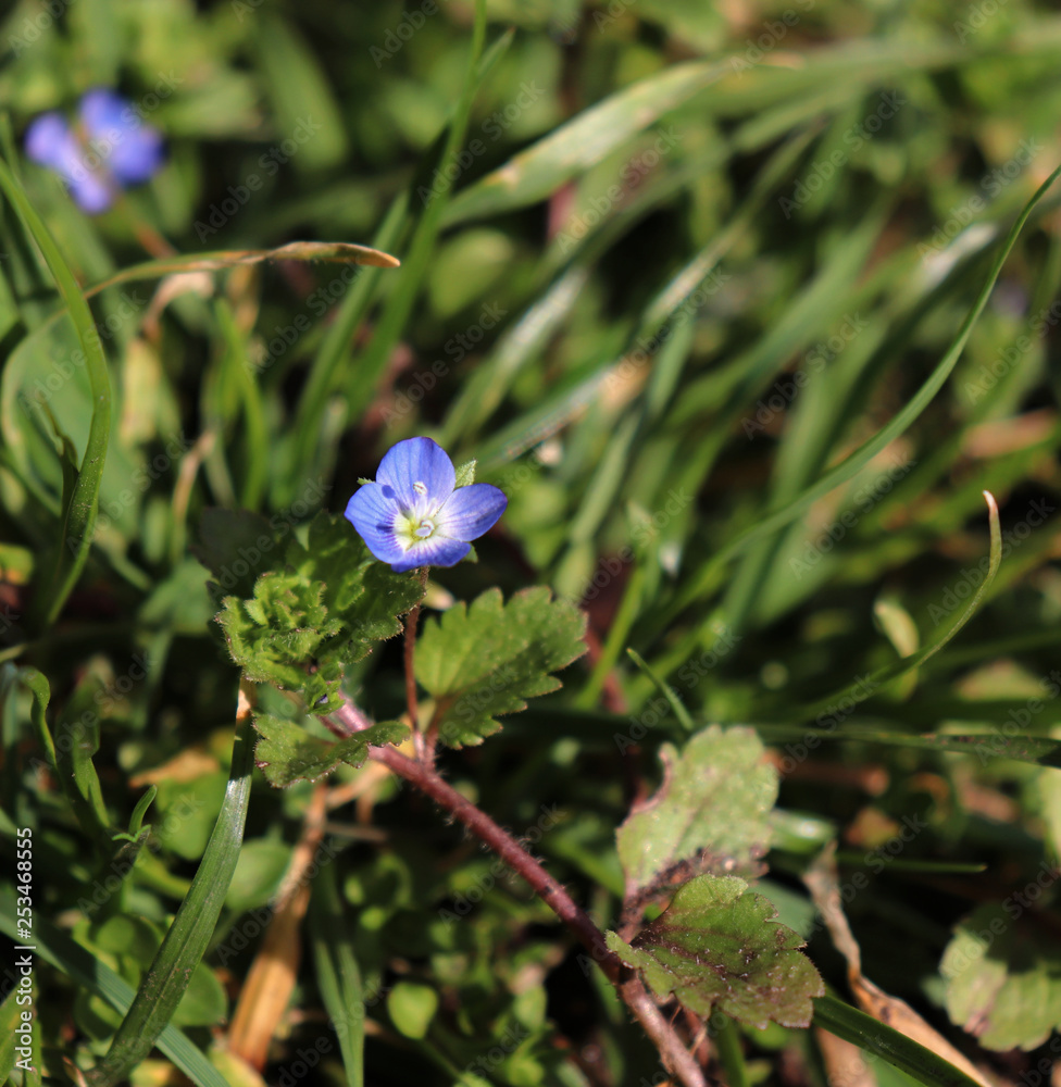 Veronica polita in organic garden. Is the largest genus in the ...
