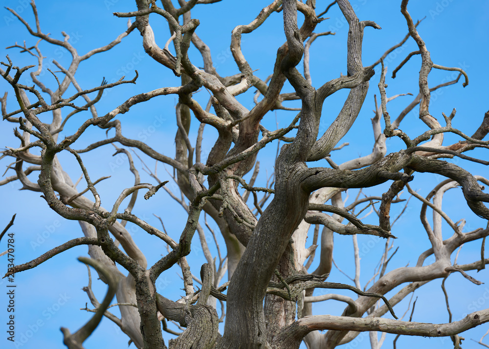 Tree Branches No Leaves