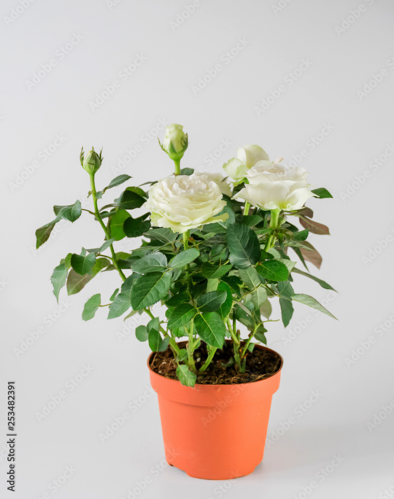 Flower,small white rose plant growing in brown plastic pot with flower ...