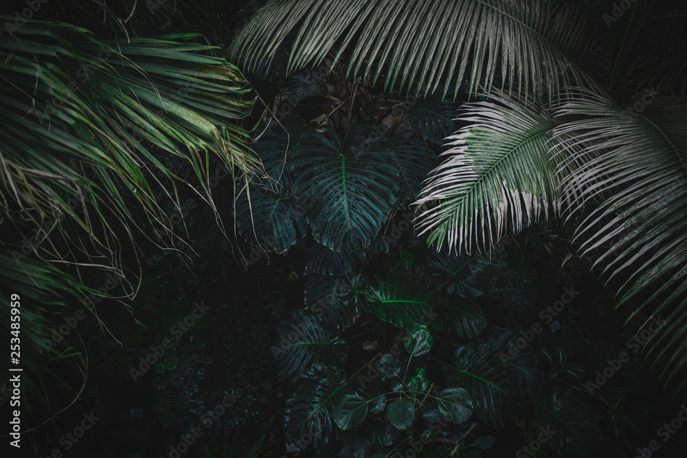 moody jungle leaves Stock Photo | Adobe Stock