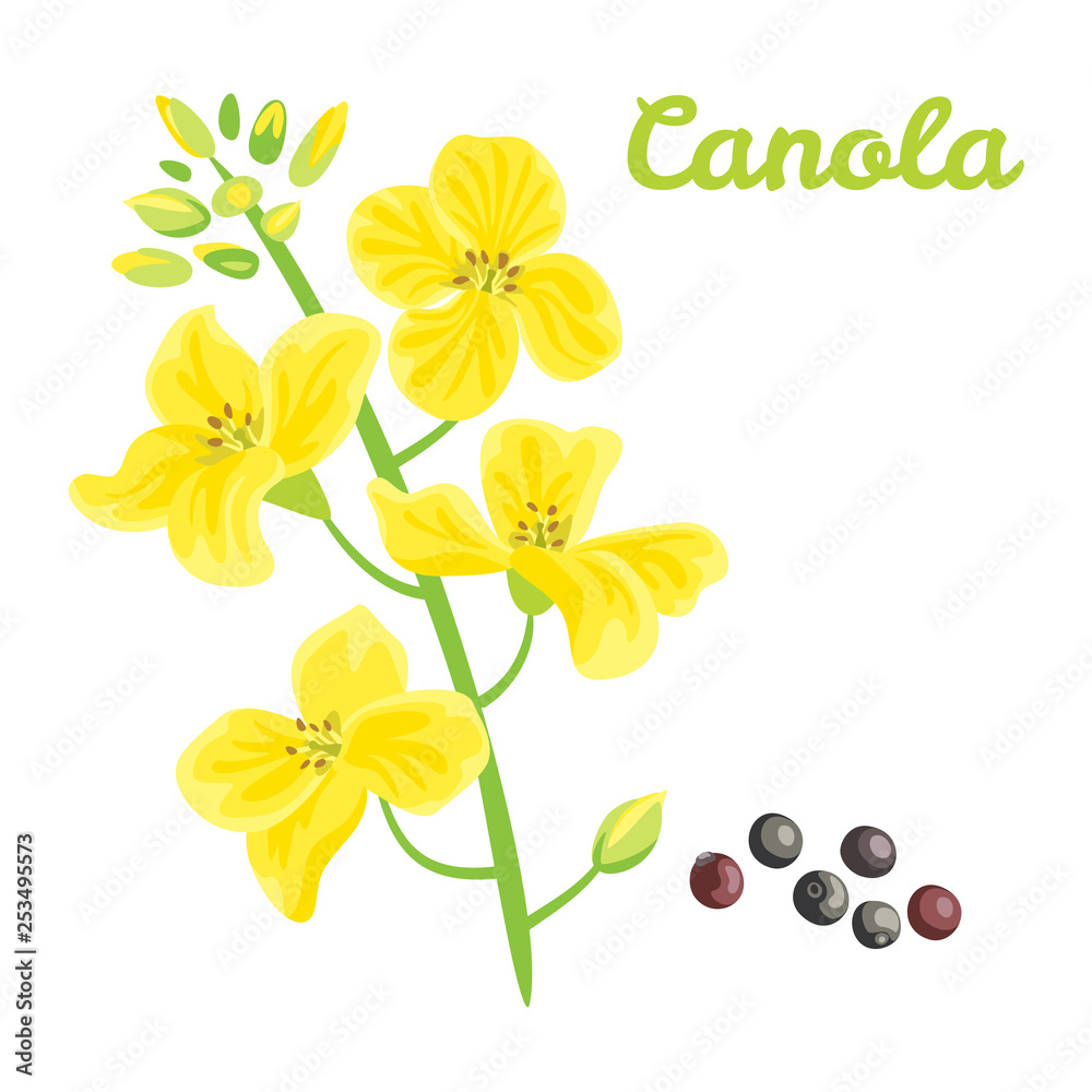 Canola seed oil. Vector illustration isolated on white background ...