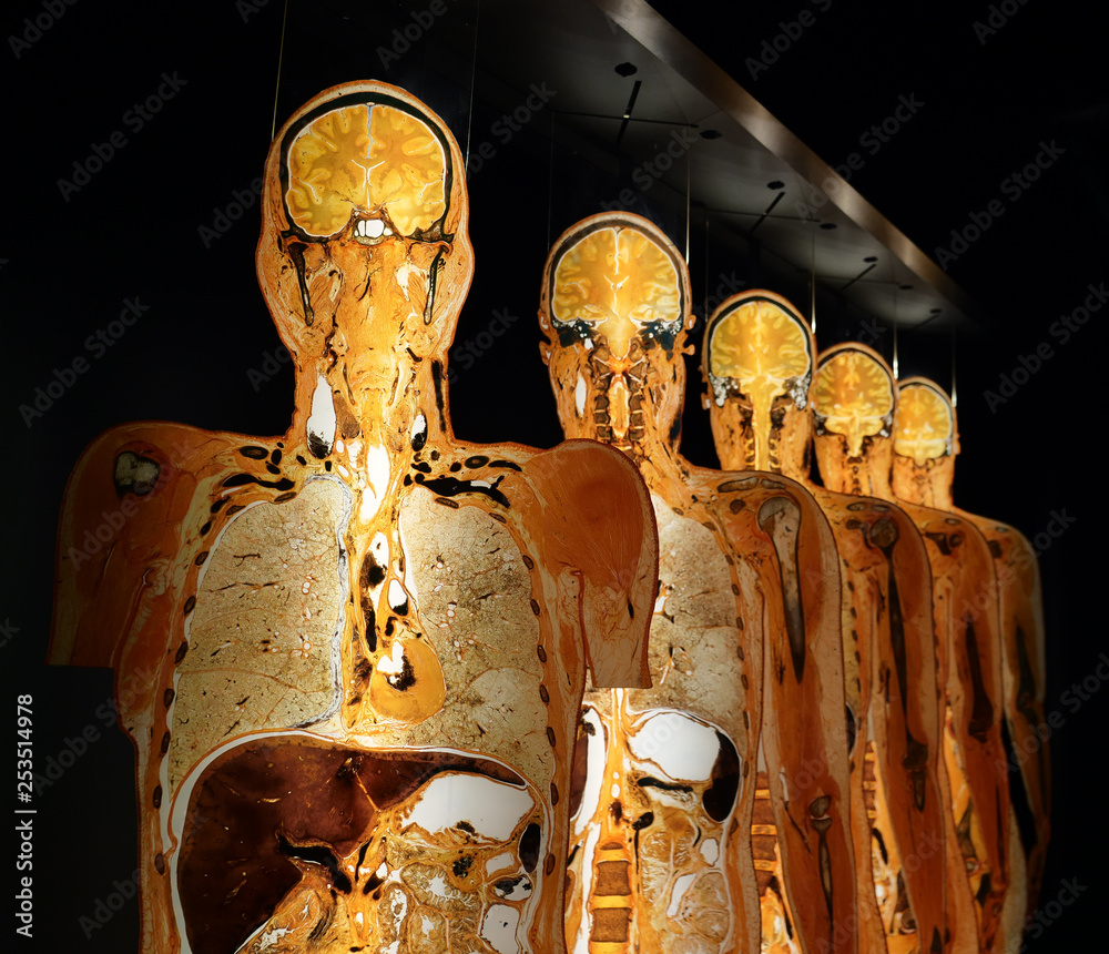 Human body display showing the inner body Stock Photo | Adobe Stock