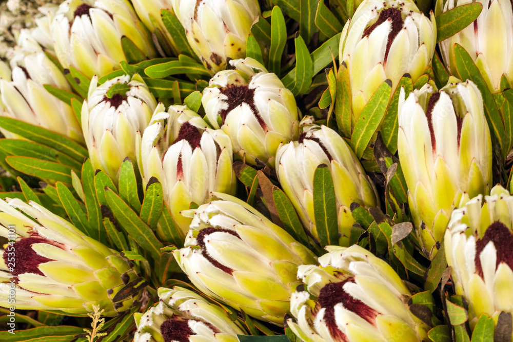 Beautiful white protea flowers background Stock Photo | Adobe Stock