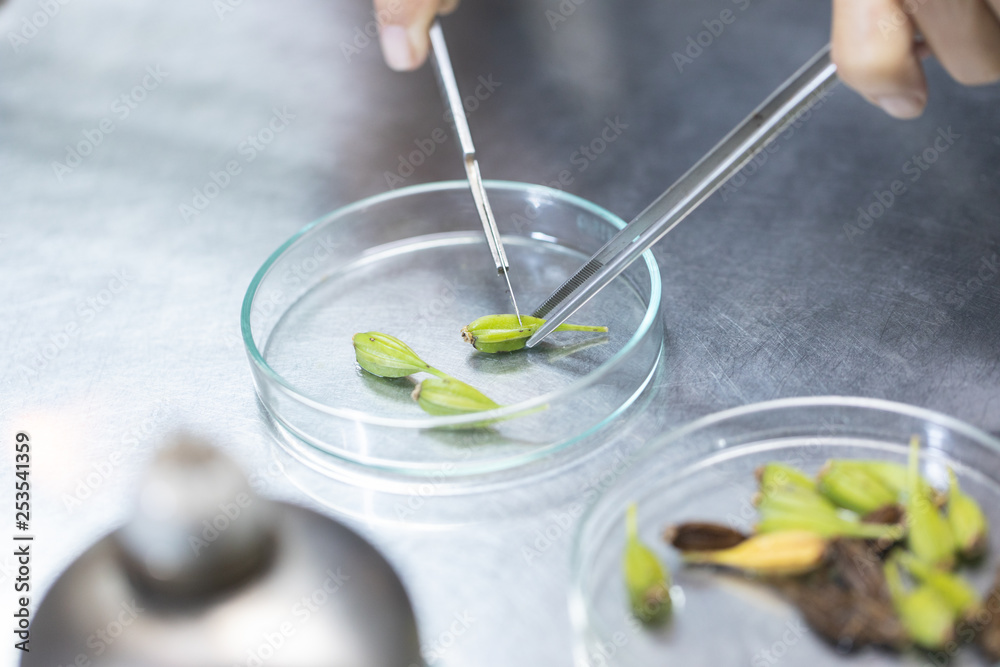Plant tissue culture techniques in laboratory. Stock Photo | Adobe Stock