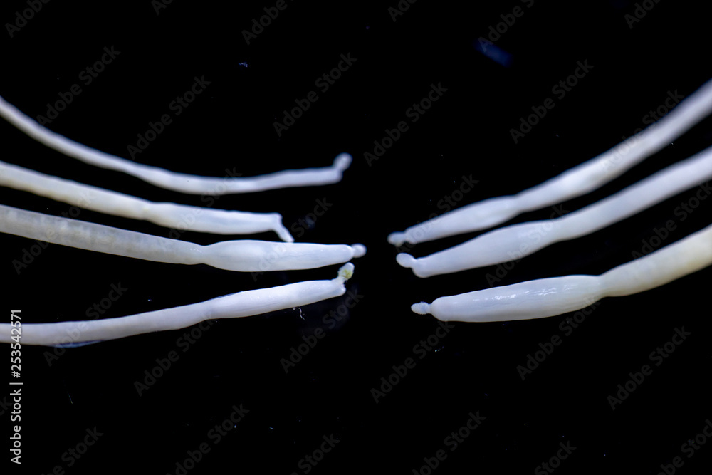 The study of Acanthocephala is a phylum of parasitic worms known as ...