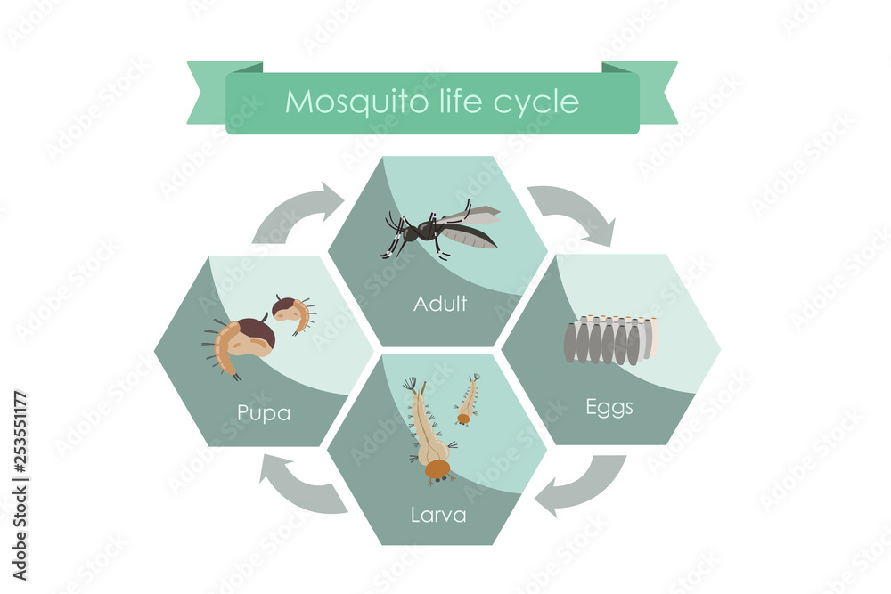 Life cycle of mosquitoes from egg to adult. Display chart showing life ...