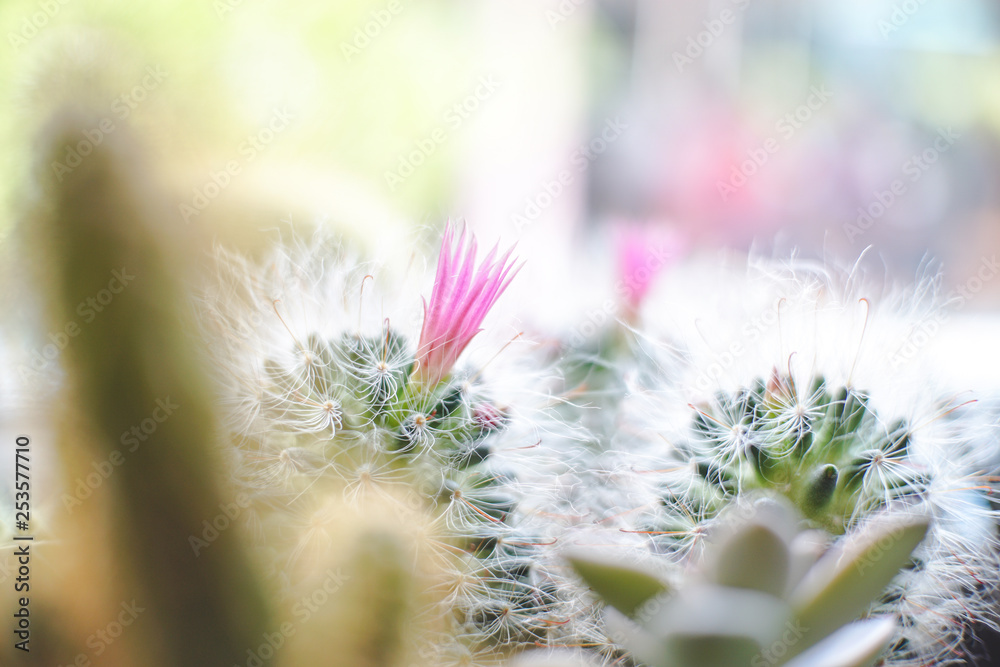 Mini pot cactus with pink flower and puffy. Mammillaria bocasana Poselg ...
