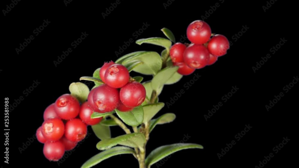 Cowberry berries seamless rotation with alpha channel (codec: png+alpha ...