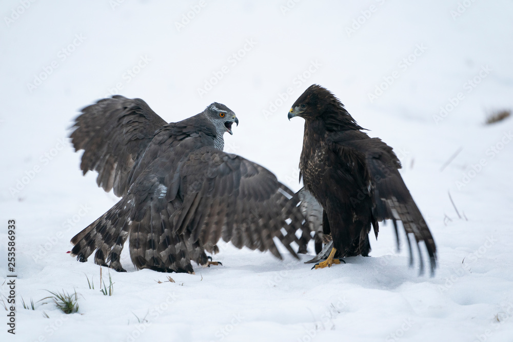 fighting goshawk and common buzzard Stock Photo | Adobe Stock