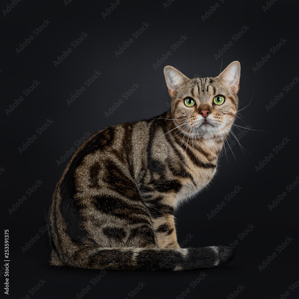 American Shorthair Tabby