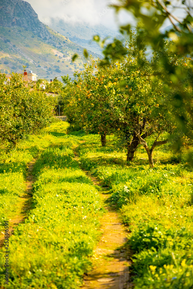 Lemon trees in a citrus grove in Sicily, Italy Stock Photo | Adobe Stock