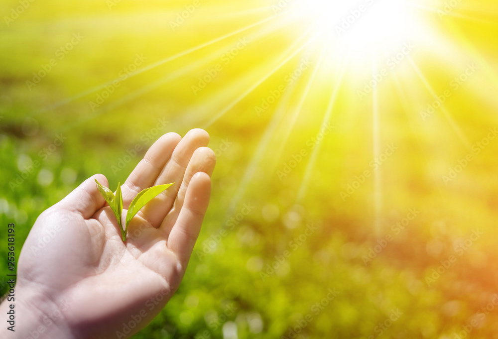Green tea leaves in hand under the sun. Tea plantations, sri lanka ...