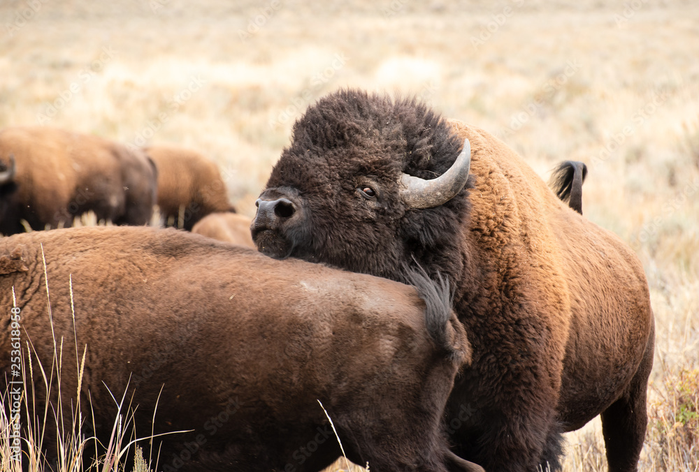 Bison during mating season Stock Photo | Adobe Stock
