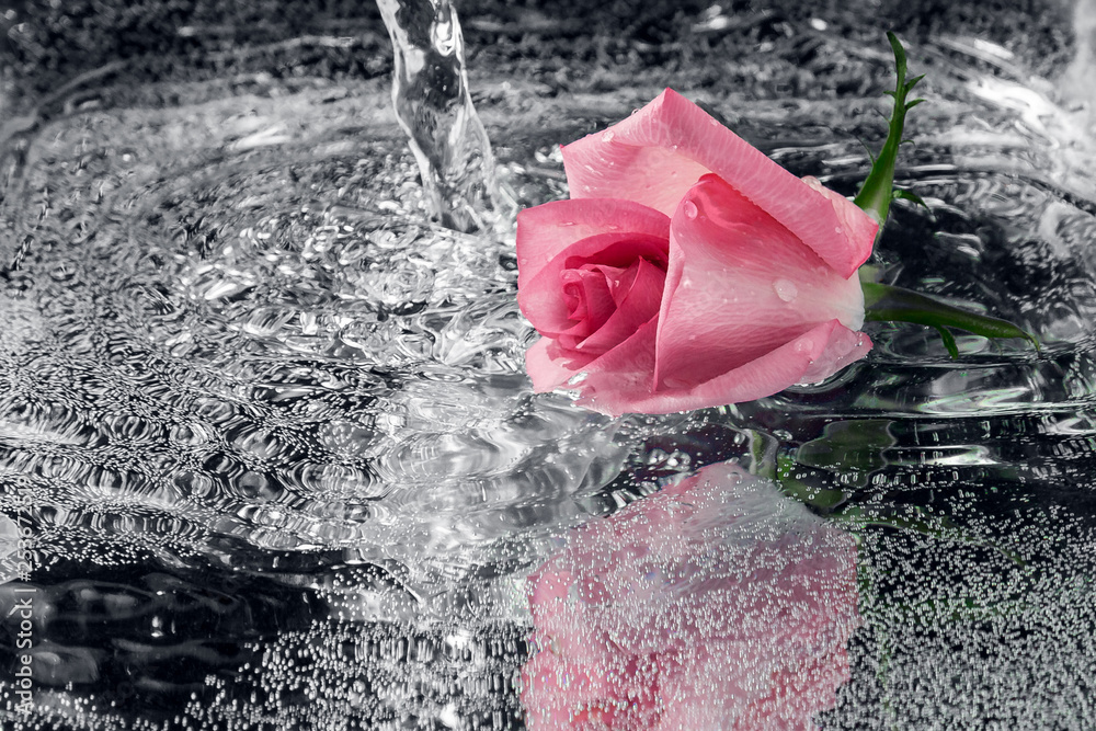 Rose falling into the water with a splash and spray Stock Photo | Adobe ...
