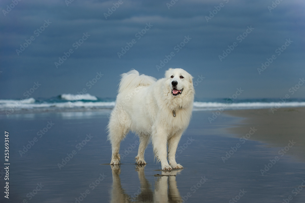 Great Pyrenees dog standing on wet sand beach of ocean with waves Stock ...