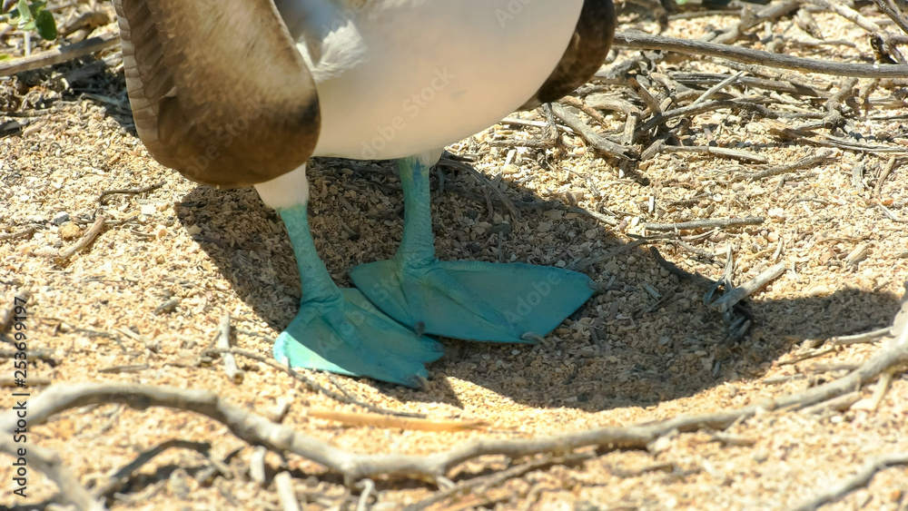 extreme close up of the feet of a blue-footed booby in the galalagos ...