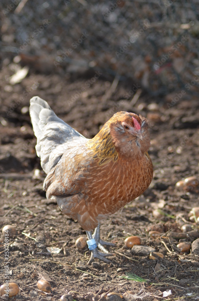 Zwerghuhn Stock Photo | Adobe Stock