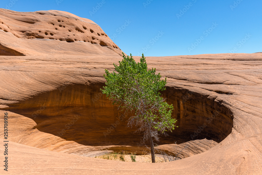 Tree growing in a pit, Dance Hall Rock in Grand Staircase-Escalante ...