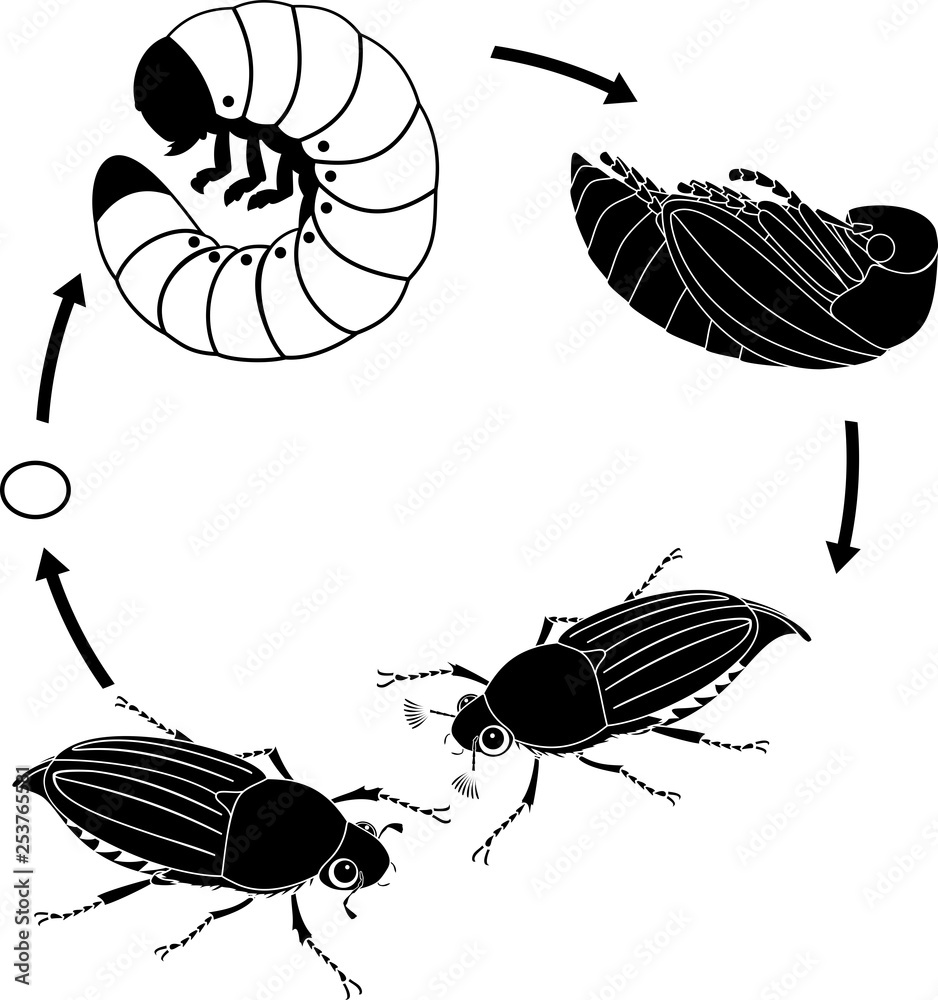 Life cycle of cockchafer. Sequence of stages of development of ...