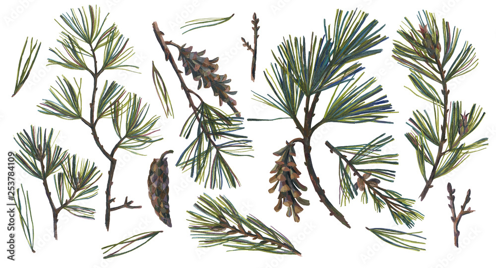 White Pine Needles Drawing