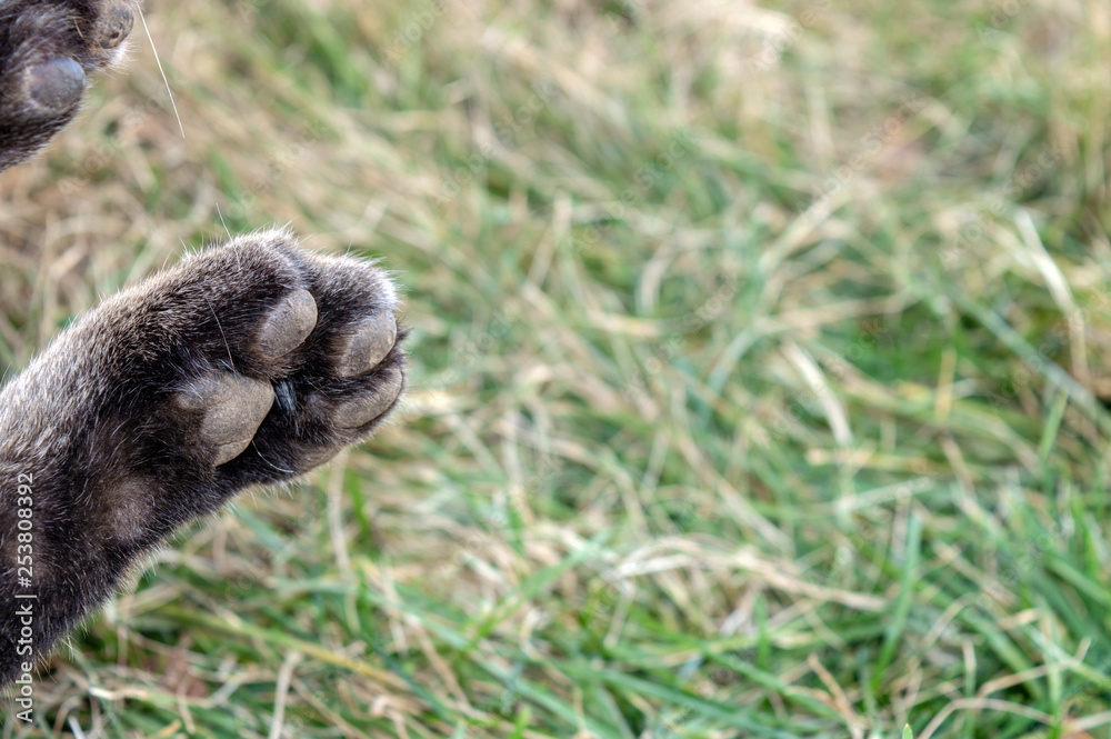 A close up look at the bottom of a bobcat paw. Bokeh background. Stock ...