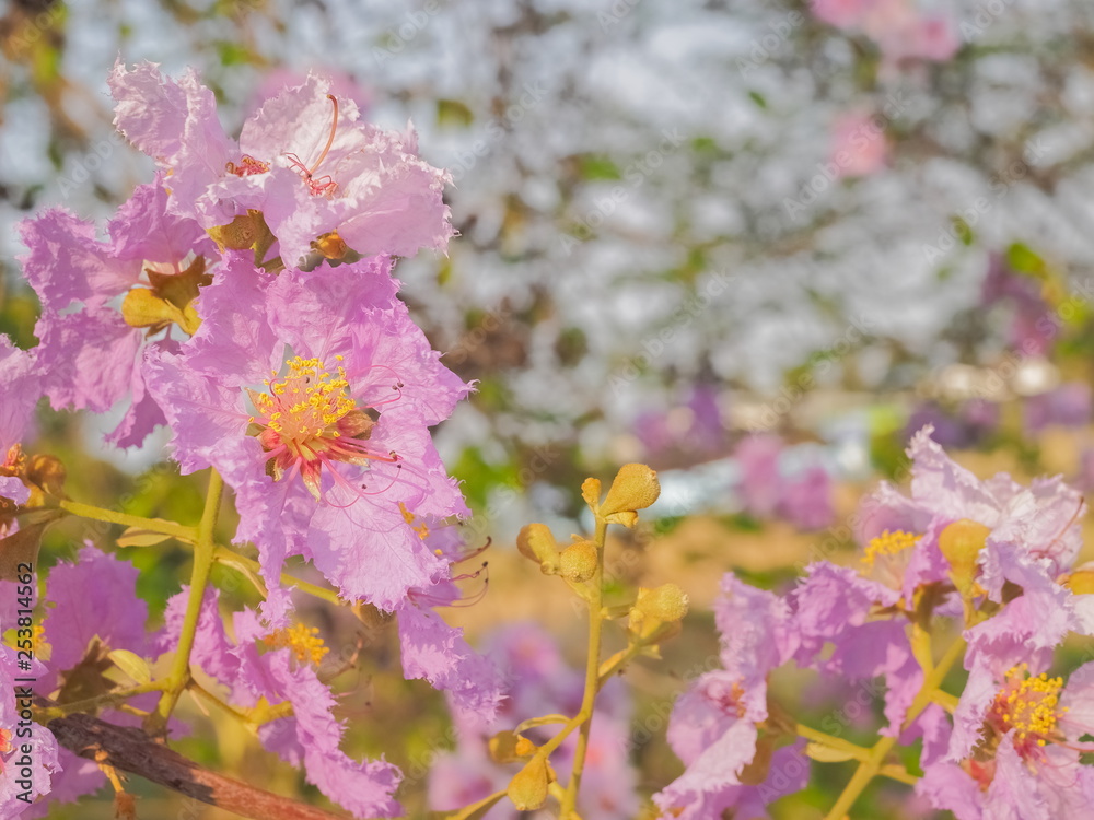 Beautiful Queen's Flower or Inthanin flower in Thailand blossom on tree ...