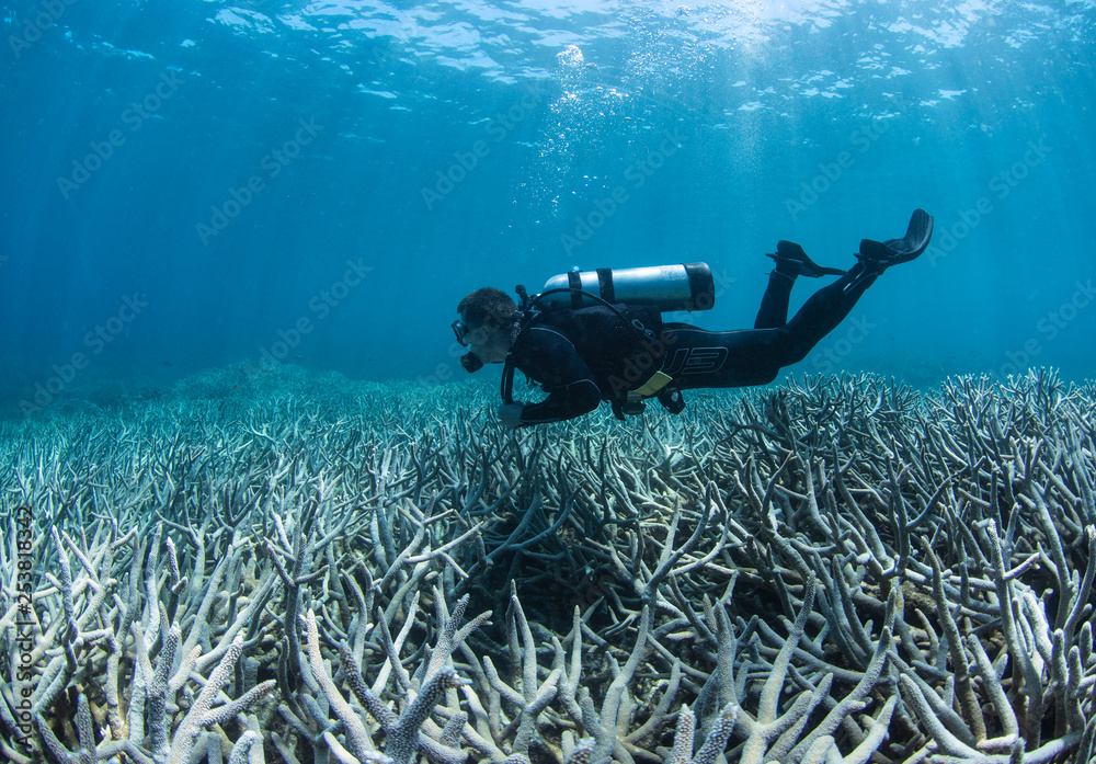 Scuba diver over bleached coral Stock Photo | Adobe Stock