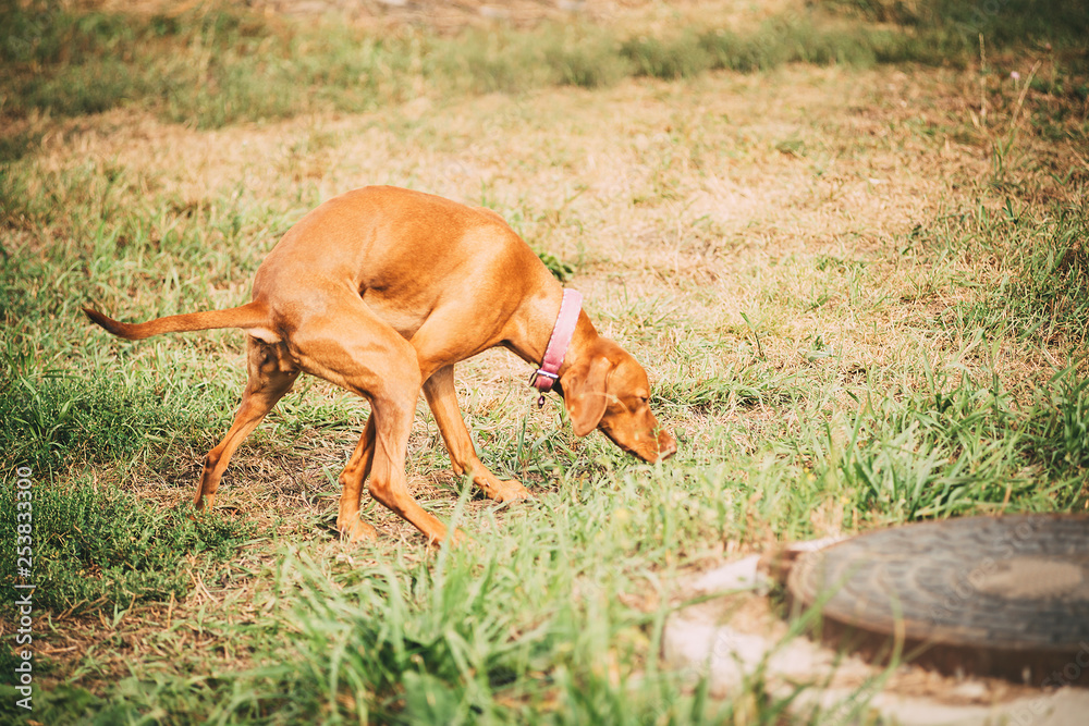 Brown, hunting dog in search of a convenient place to Deposit a pile of ...