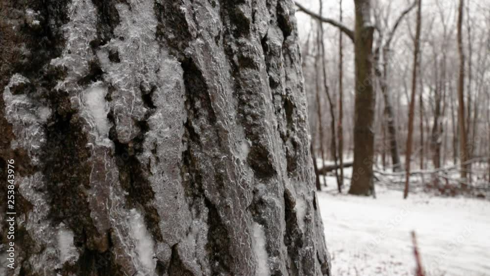 Vidéo Stock A close up view of an icy tree bark completely covered in ...
