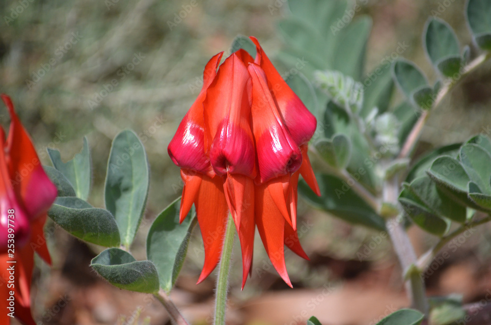 Australian native Sturt’s Desert Pea flowers, Swainsona formosa, family ...