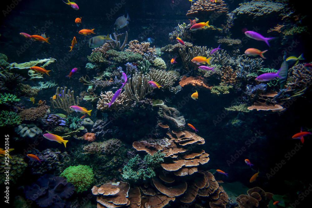 Colorful aquarium Stock Photo | Adobe Stock
