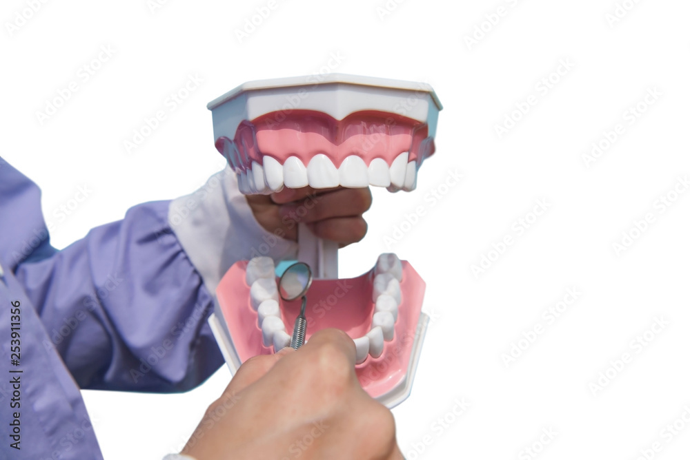 The dental model is used to teach how to check the cleanliness of the ...