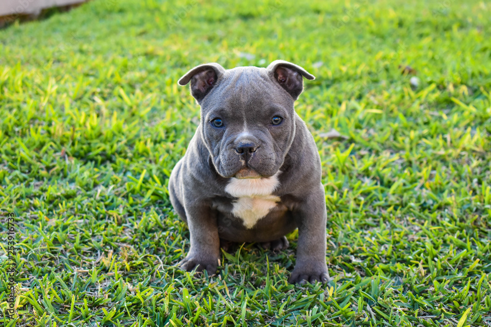 American Bully Stock Photo | Adobe Stock