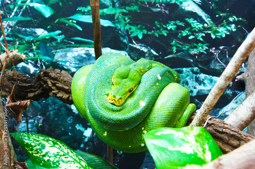 オーストラリアの美しいヘビ Stock Photo | Adobe Stock