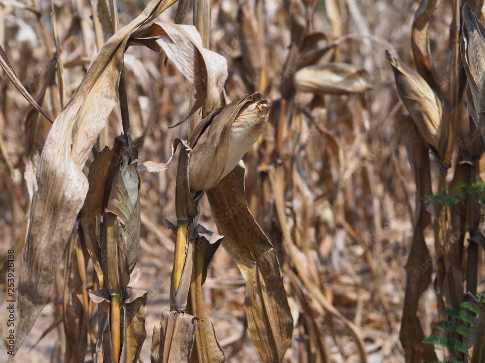 Corn death destroyed by drought. Stock Photo | Adobe Stock