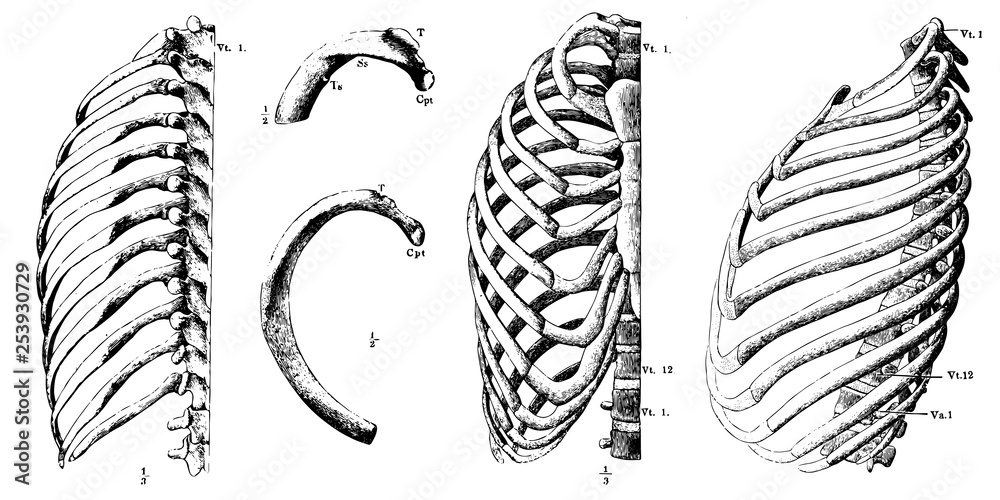 Vector vintage human chest and ribs anatomy Stock Vector | Adobe Stock