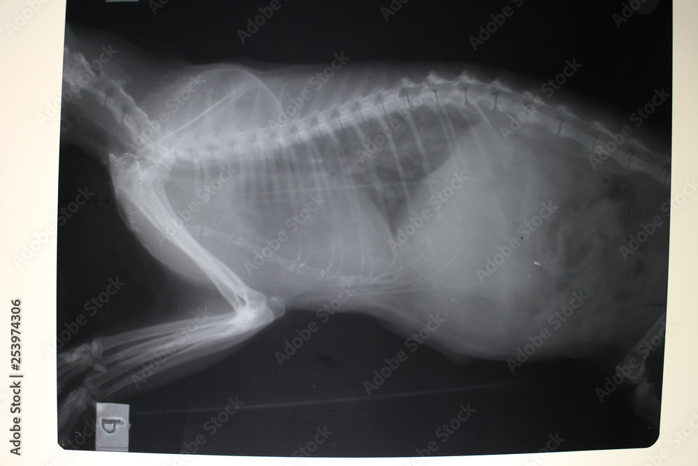 X-ray image of thorax and abdominal cavity of cat Stock Photo | Adobe Stock