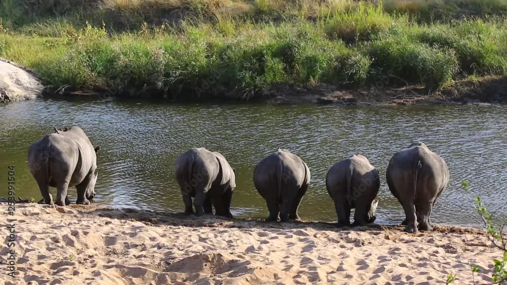 A group of rhinoceros drinking from a river, filmed from behind. Sand ...