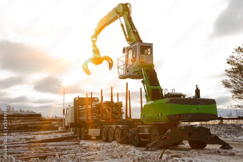 Unloading of industrial wood brought from forest plots in the rays of ...