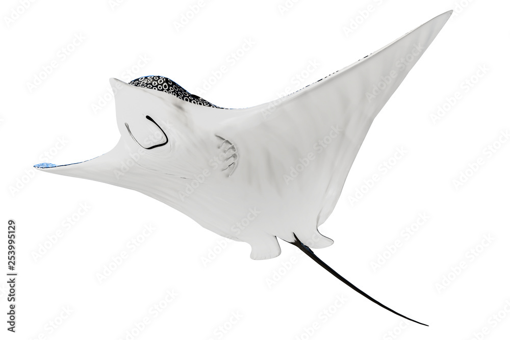 3d rendering close-up shot of The Spotted eagle ray isolated on white ...