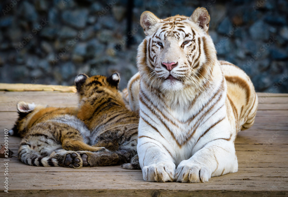 The Siberian tiger (Panthera tigris tigris) also called Amur tiger ...