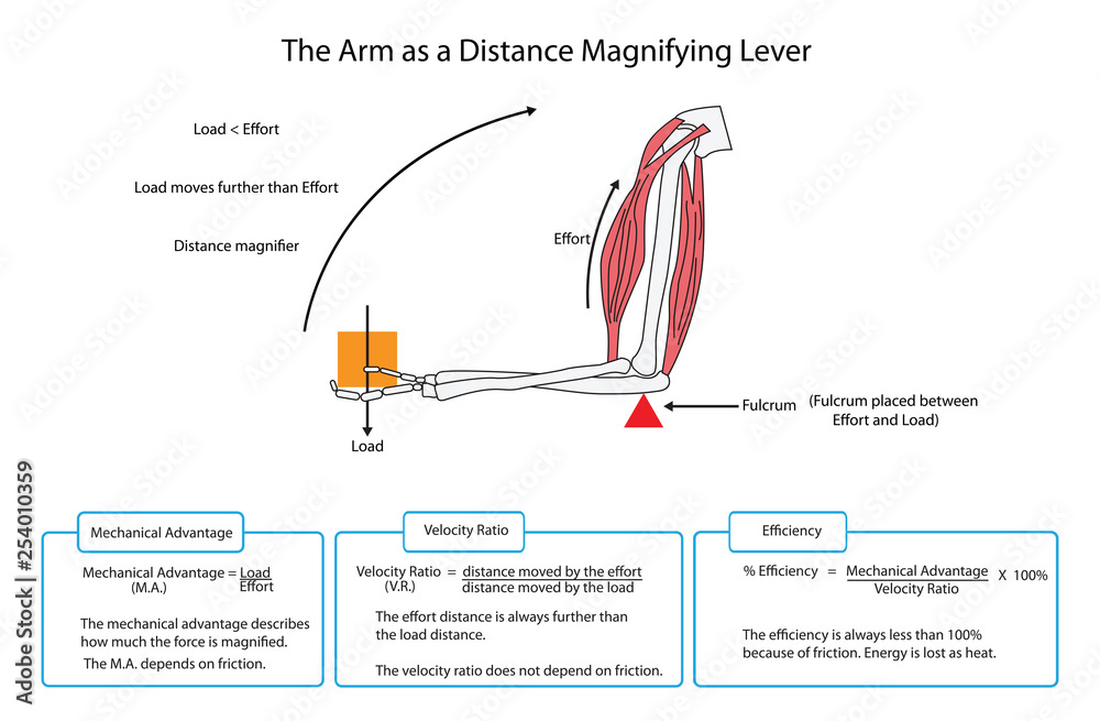 Vetor de Fully labelled diagram of the arm as a distance magnifying ...